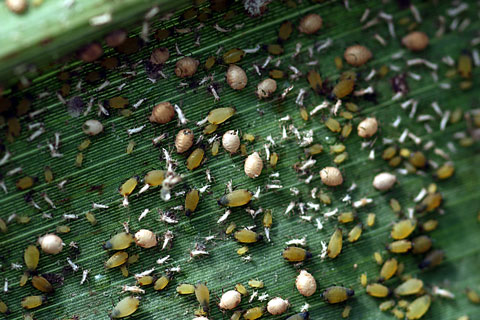 Using Banker Plants to Control Arthropods