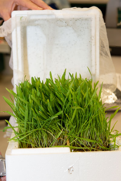 Using Banker Plants to Control Arthropods