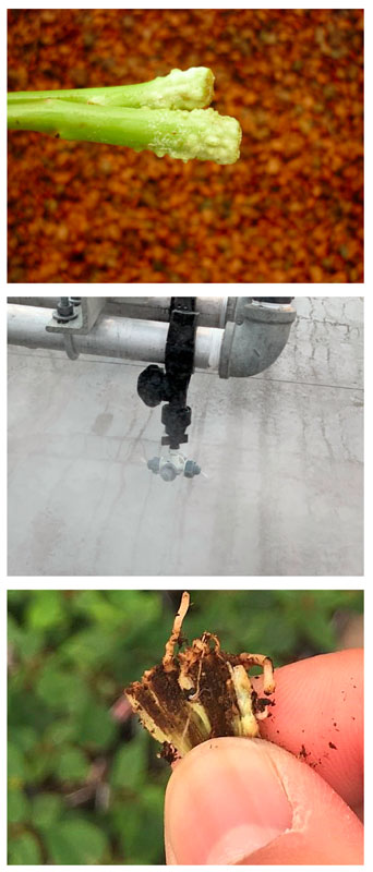 Poinsettia Propagation