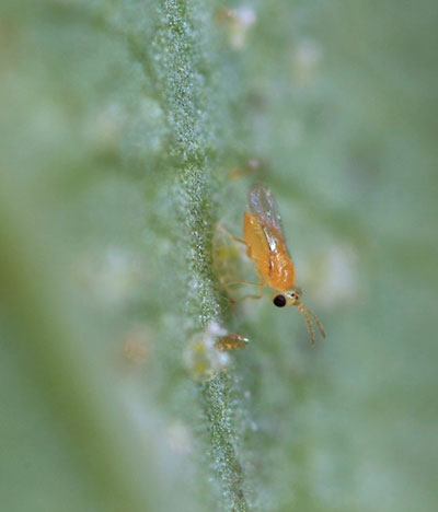 Whitefly Management Using Banker Plant Systems
