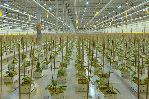 Inside Grower